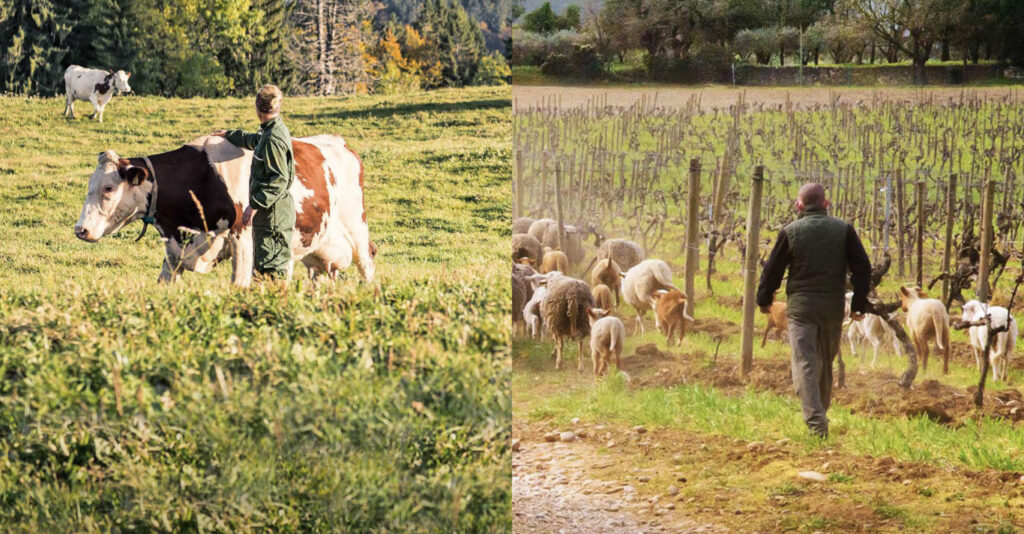 Iconic terroirs of Europe